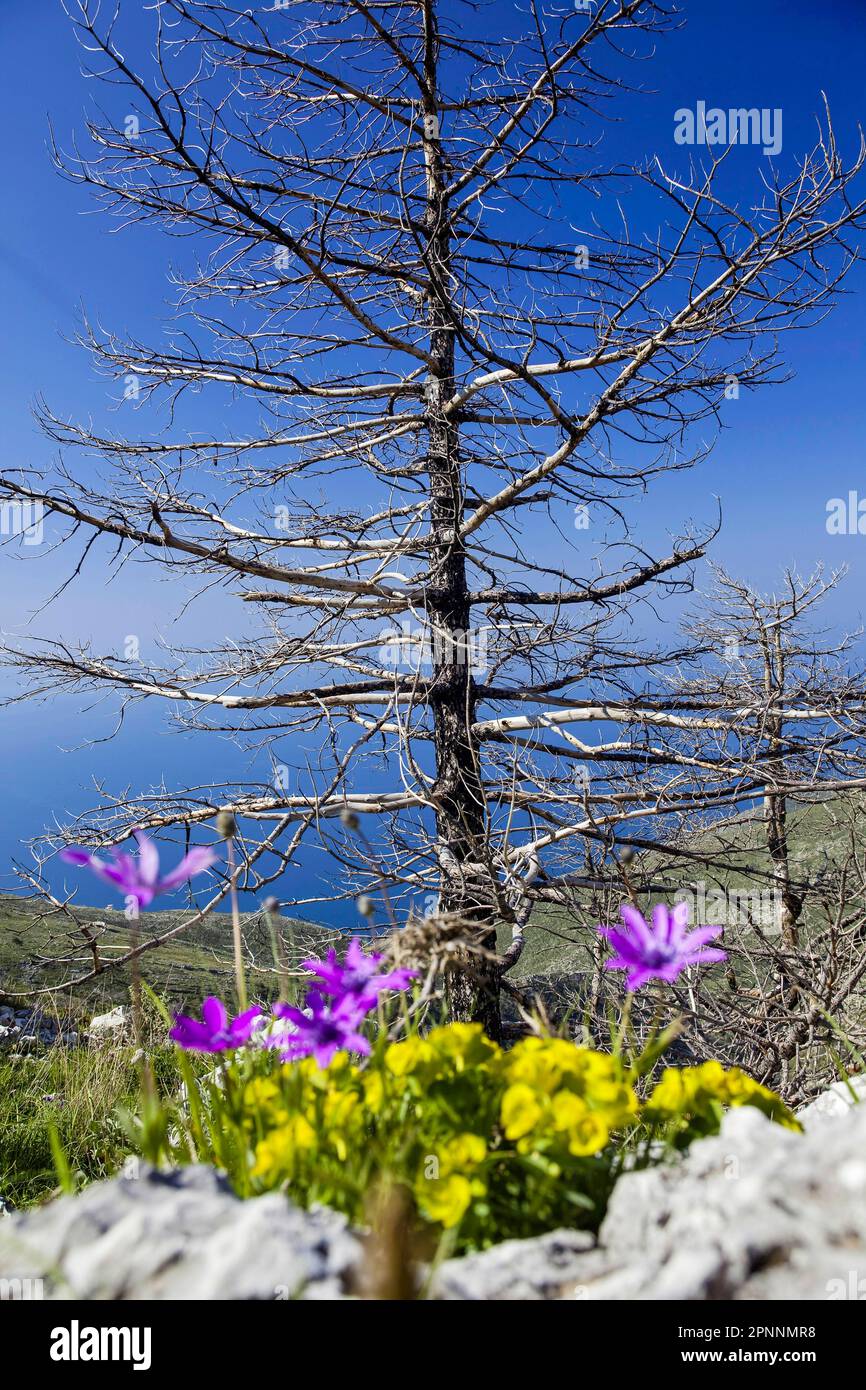Llogara National Park in the Ceraunian Mountains in southern Albania ...