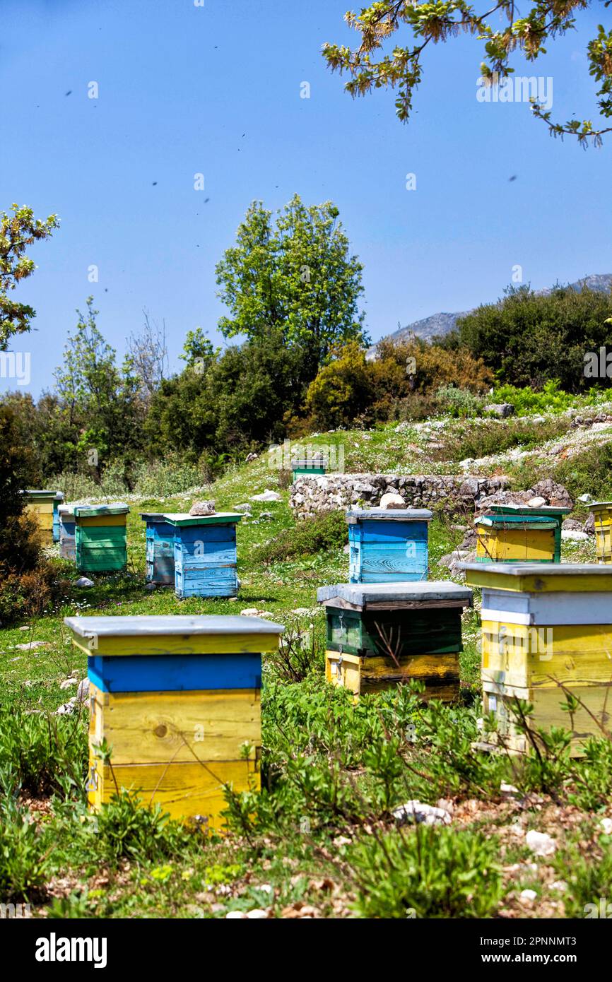Bee box, beehive in the Llogara National Park in the Ceraunian ...