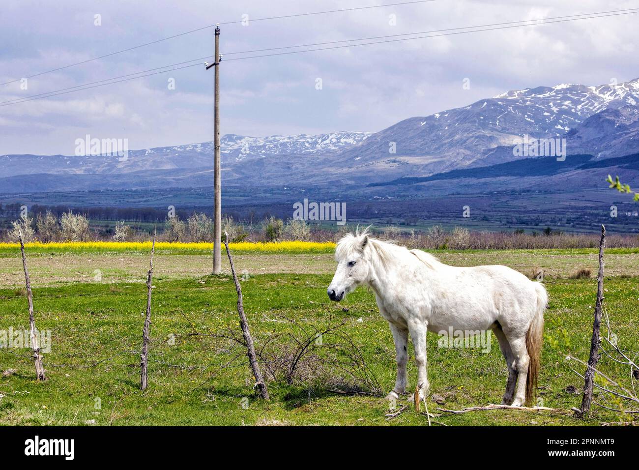 Plateau near Erseka in the southeast, horse in a pasture, snow covered ...