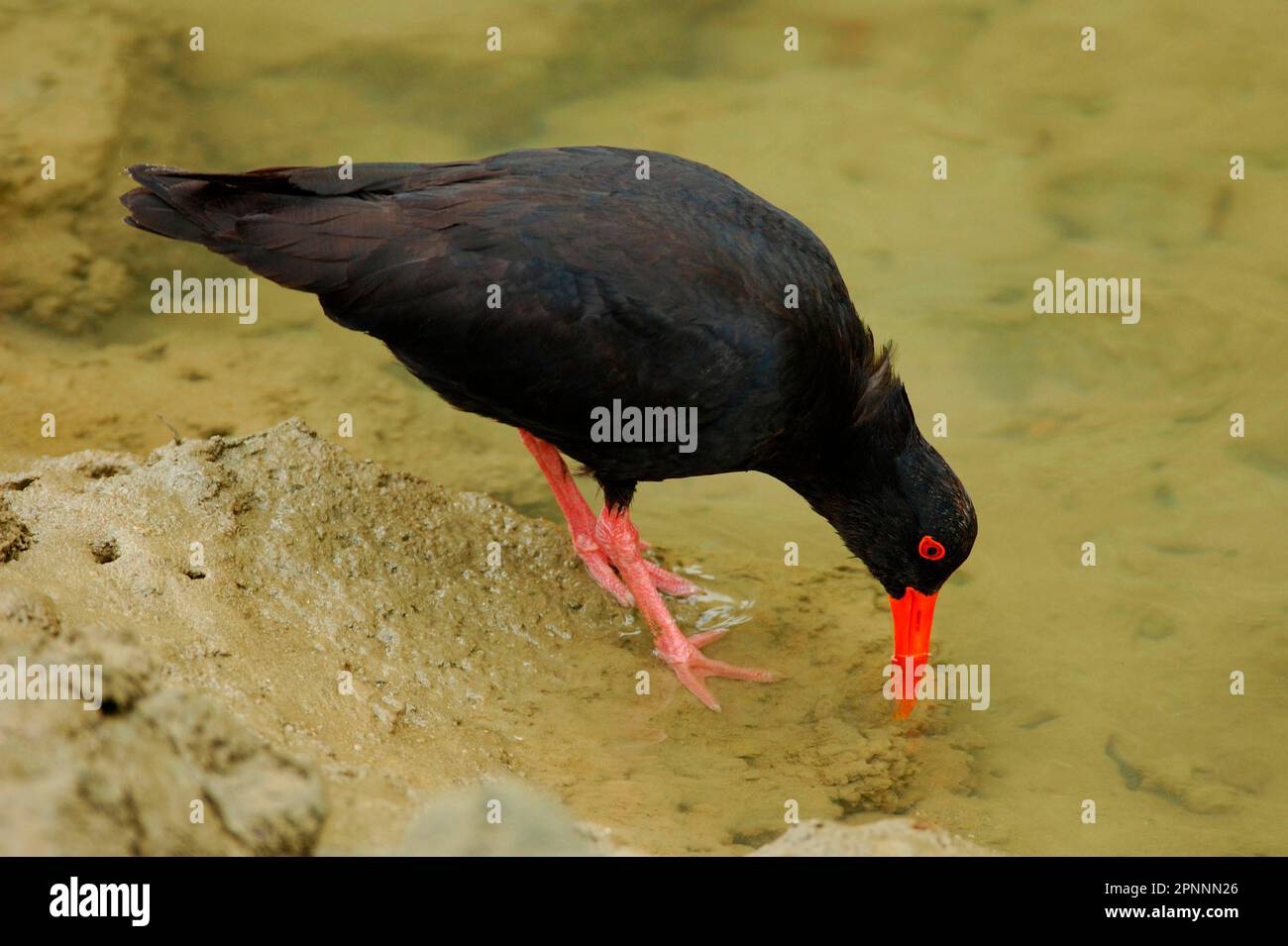 Variable oystercatcher (Haematopus unicolor), New Zealand ...