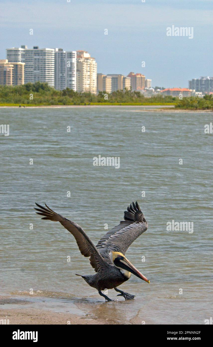 Marine Pelican, brown pelican, marine pelicans, brown pelicans ...