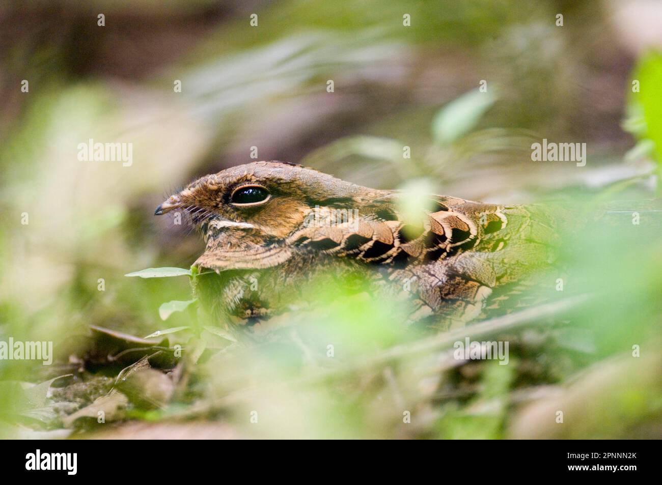 Pauraque nightjars hi-res stock photography and images - Alamy