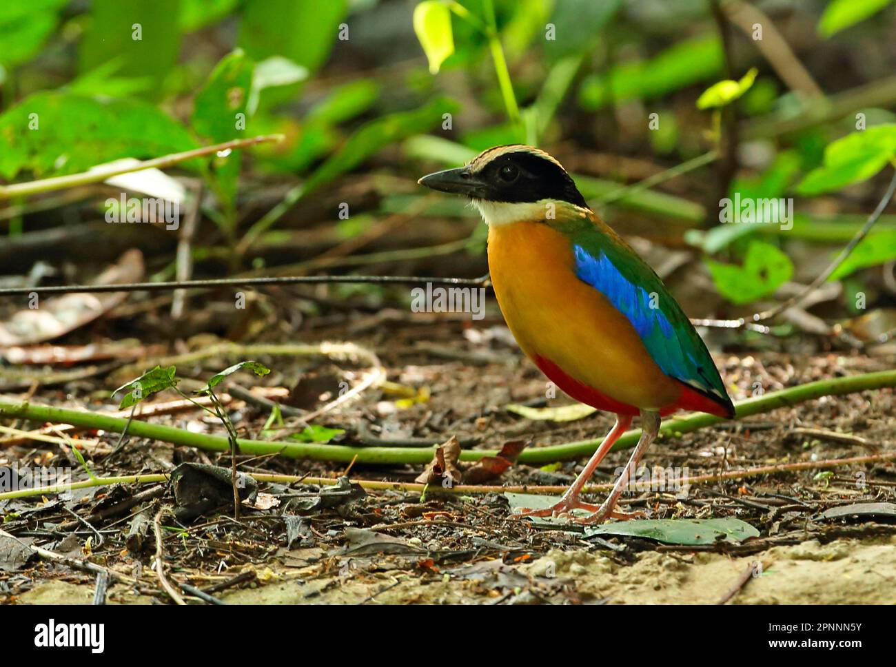 Blue-winged Pitta (Pitta moluccensis) adult, standing on forest floor ...