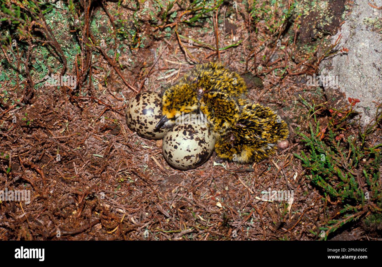 Eggs and chicks of the european golden plover (Pluvialis apricaria) in ...