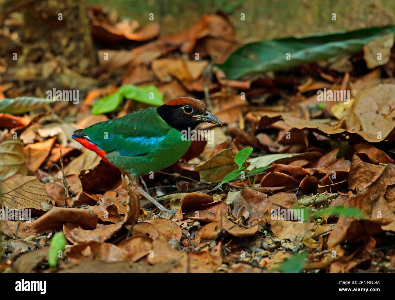 Hooded Pitta (Pitta sordida) adult, foraging on forest floor, Taman ...