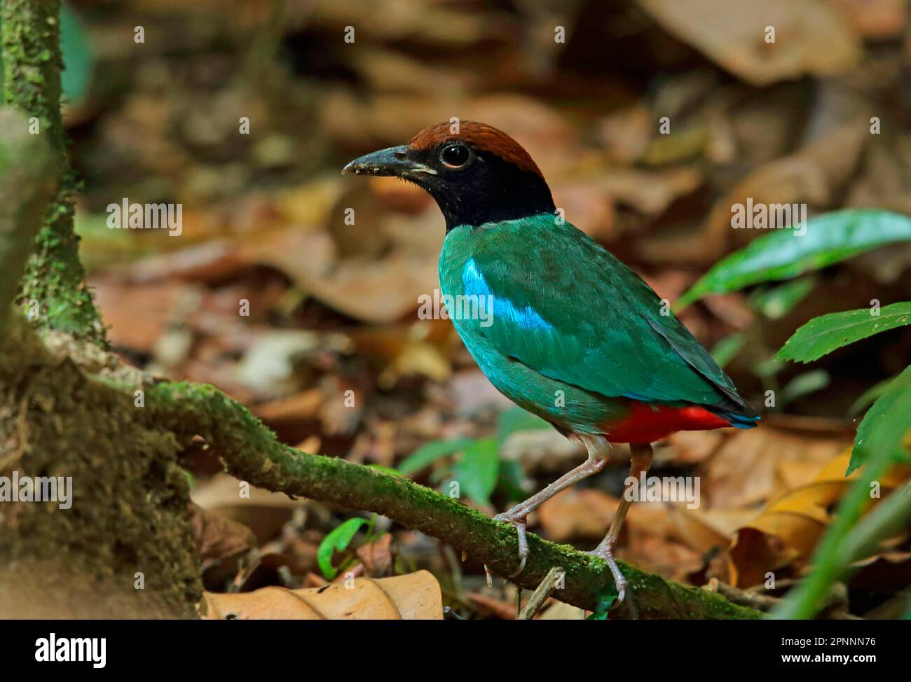 Hooded Pitta (Pitta sordida) adult, perched on twig, Taman Negara N. P ...