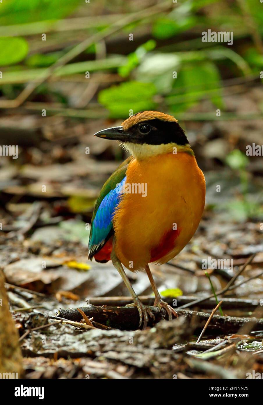 Blue-winged Pitta (Pitta moluccensis) adult, standing on forest floor ...