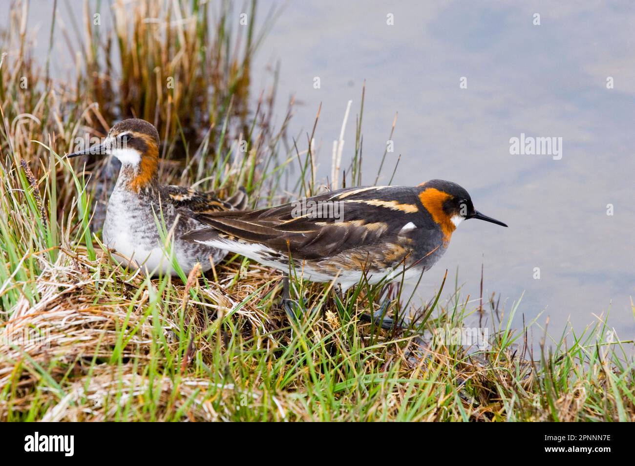 Red-necked phalarope (Phalaropus lobatus) adult pair, at the water's ...