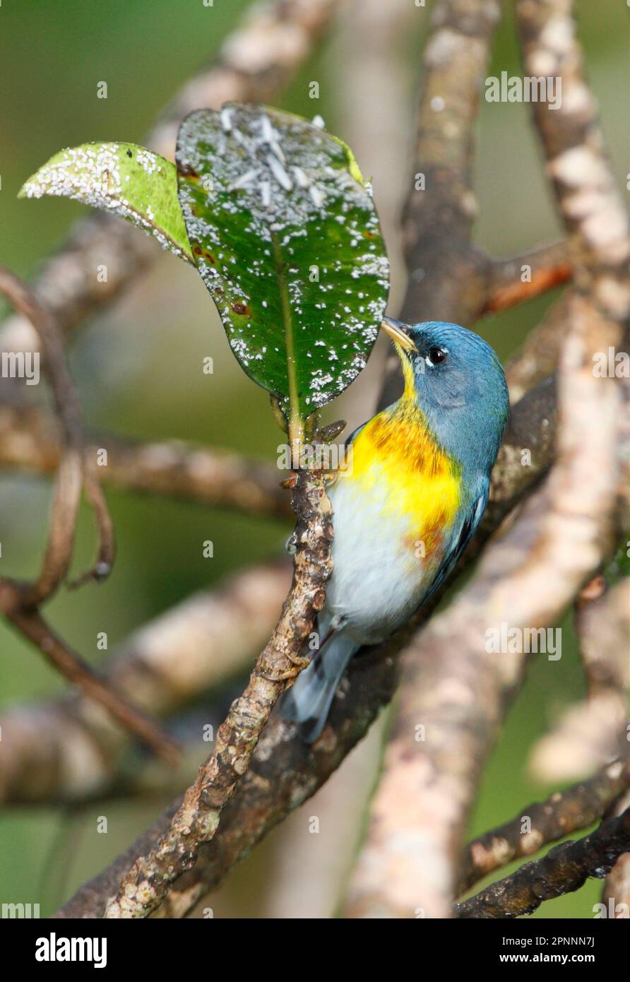 Northern Parula (Parula americana) adult male, feeding on insects, Port ...