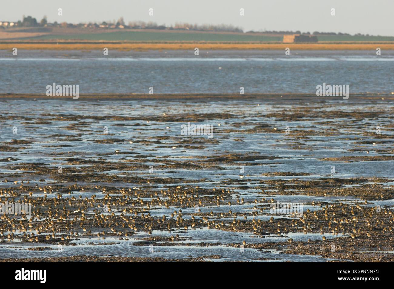 European golden plover (Pluvialis apricaria) population, on shellfish ...