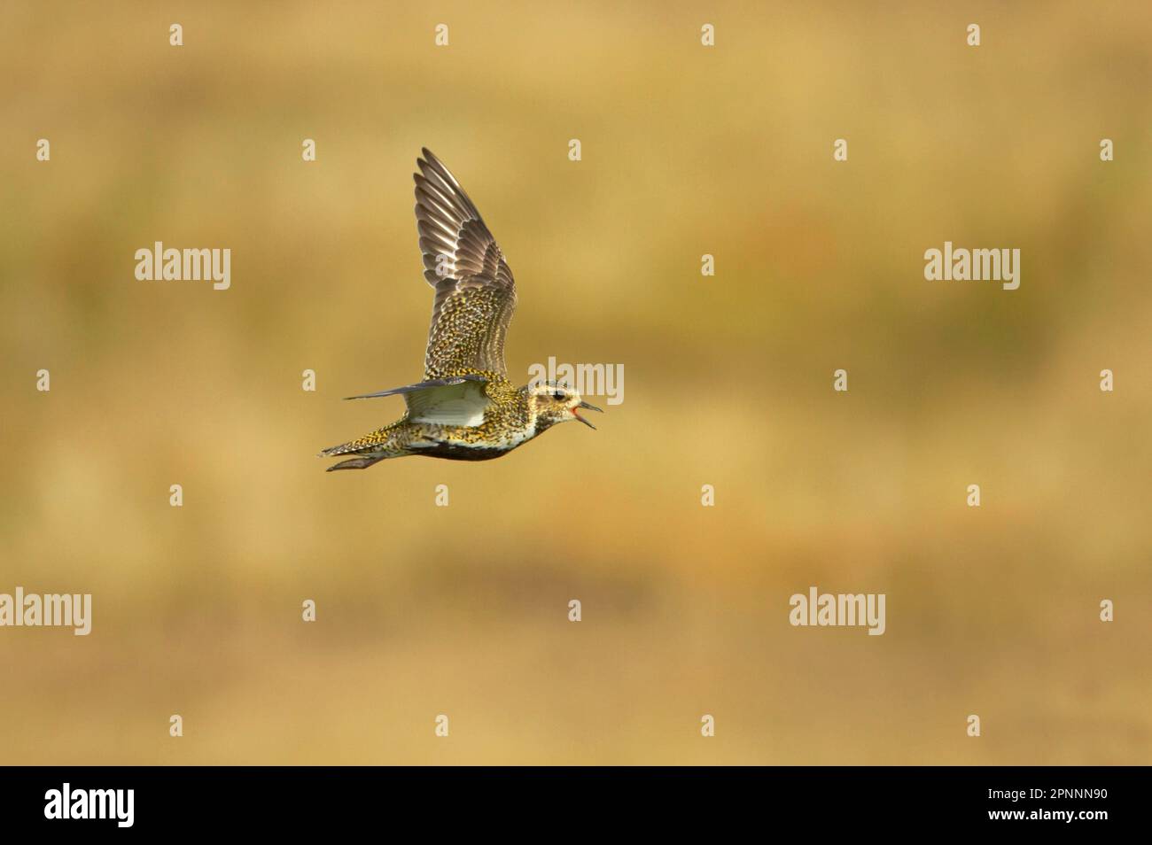 European golden plover (Pluvialis apricaria) adult, summer plumage ...