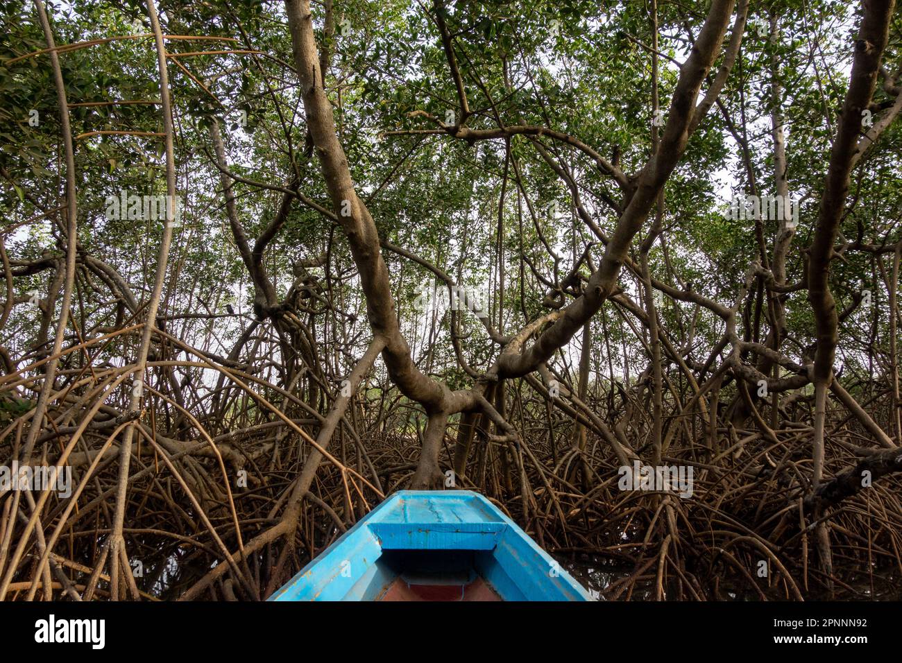 front of a blue boat at sunrise navigating mangrove roots Stock Photo ...