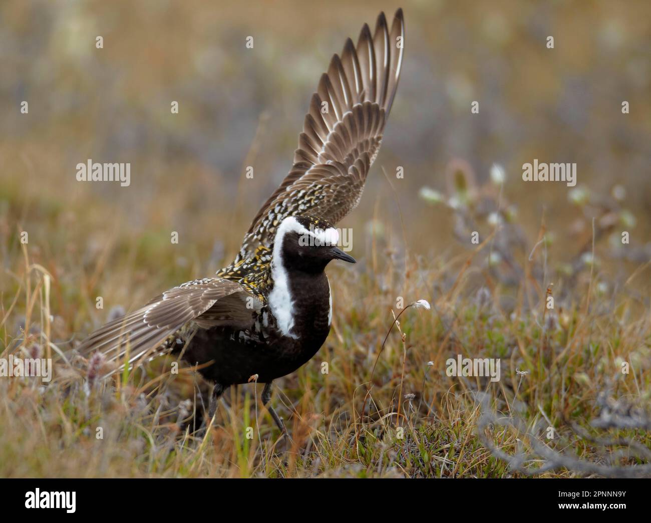 American golden plover (Pluvialis dominica), American Golden Plover ...