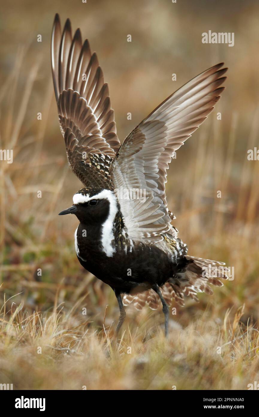 American golden plover (Pluvialis dominica), American Golden Plover ...
