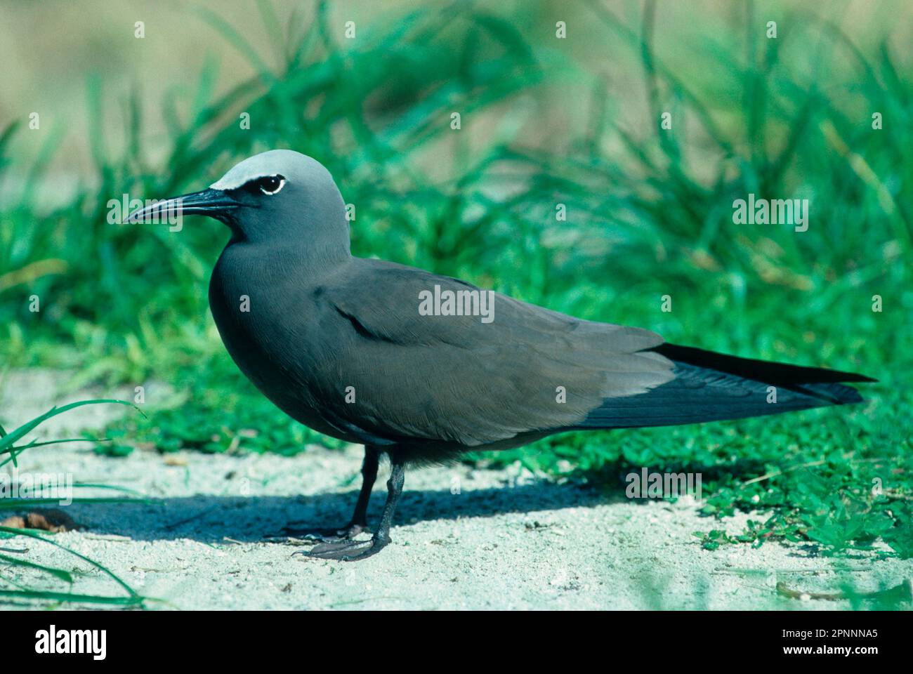 Lesser Noddy, Lesser Noddy, Tern, Animals, Birds, Lesser Noddy (Anous ...