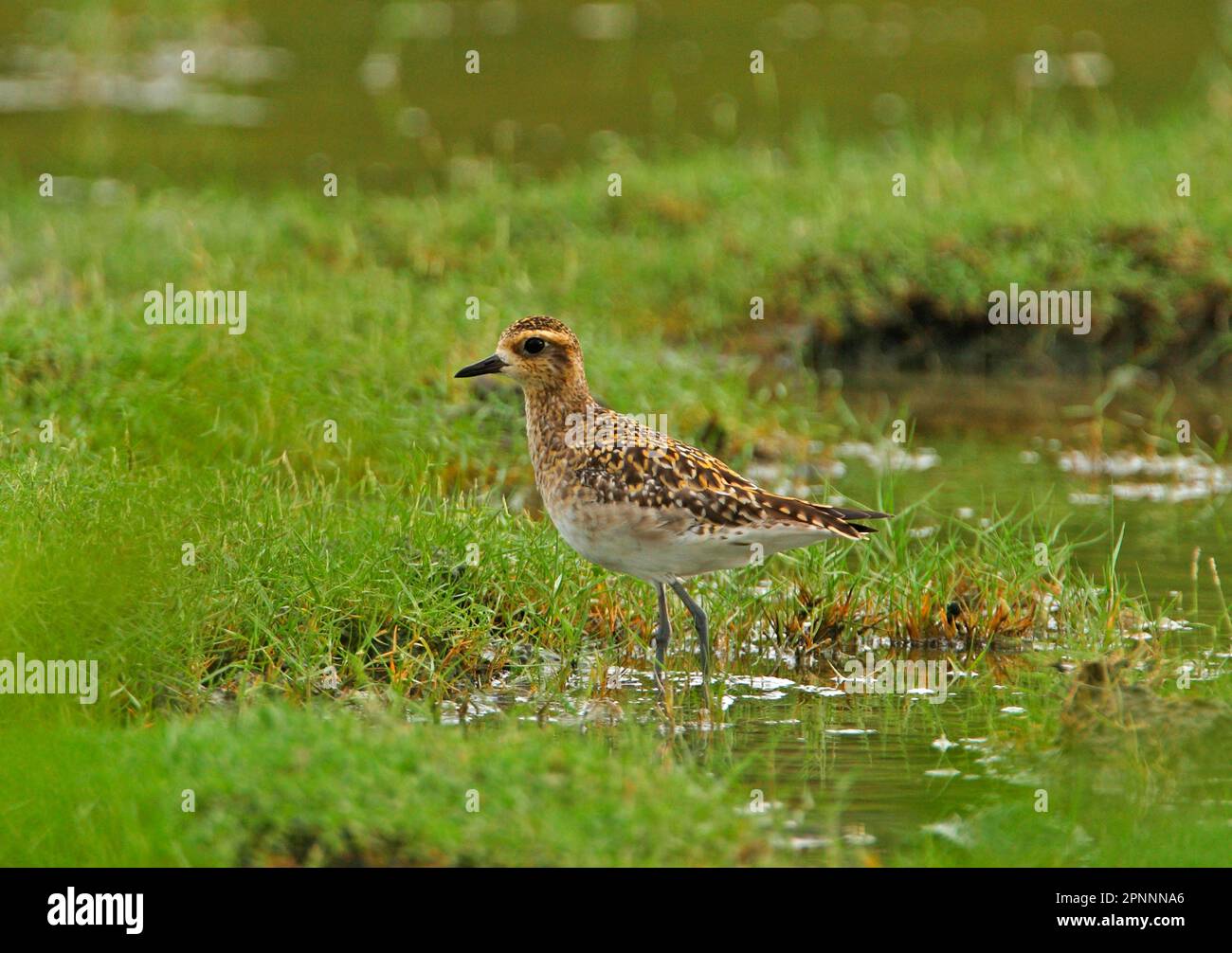 Pacific golden plover (Pluvialis fulva), Tundra Golden Plover, Pacific ...