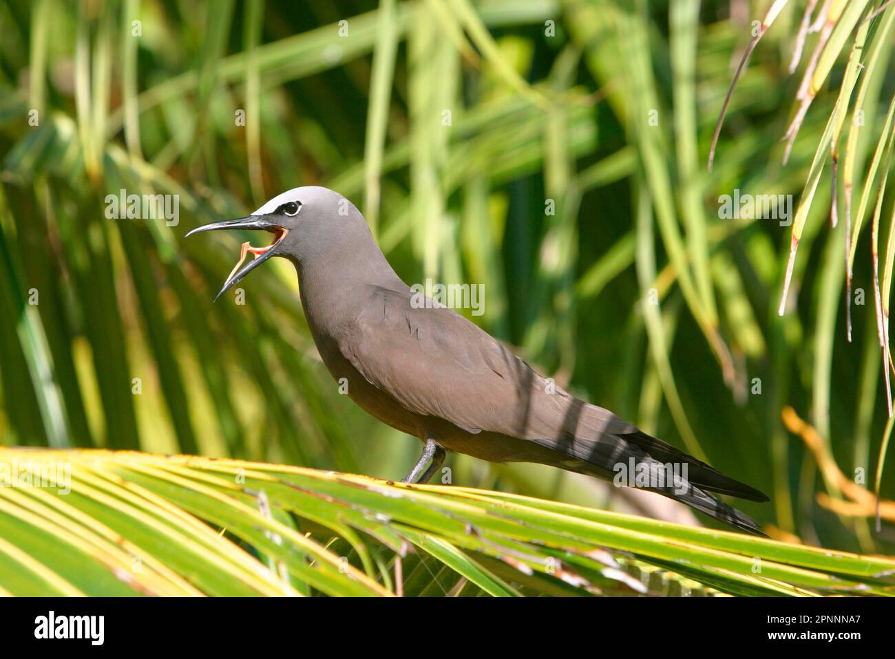 Noddy tern, Noddy tern, Noddy terns, Tern, Animals, Birds, Brown Noddy ...