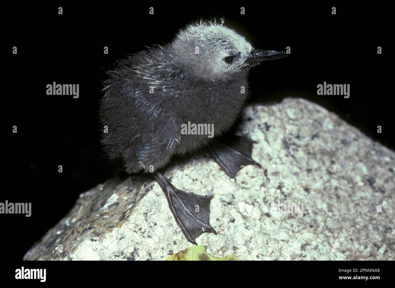 Lesser Noddy (Anous tenuirostris), Lesser Noddy, Tern, Animals, Birds ...