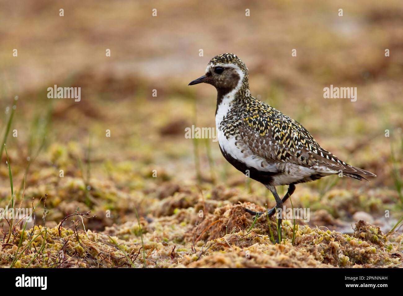Breeding feather hi-res stock photography and images - Alamy