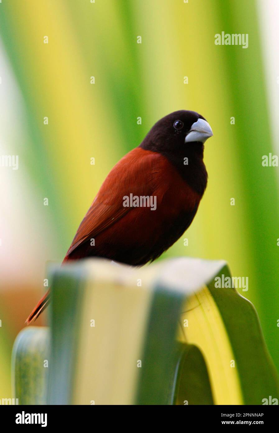Chestnut Munia (Lonchura atricapilla jogori) adult male, perched on ...