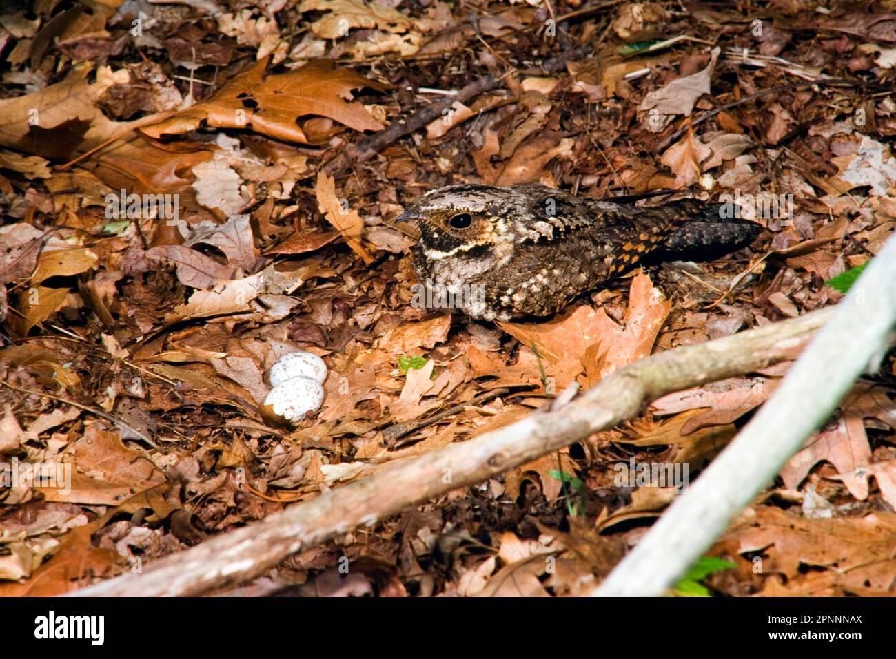 Black-throated Nightjar, Black-throated Nightjar, Nightjar, Nightjars ...