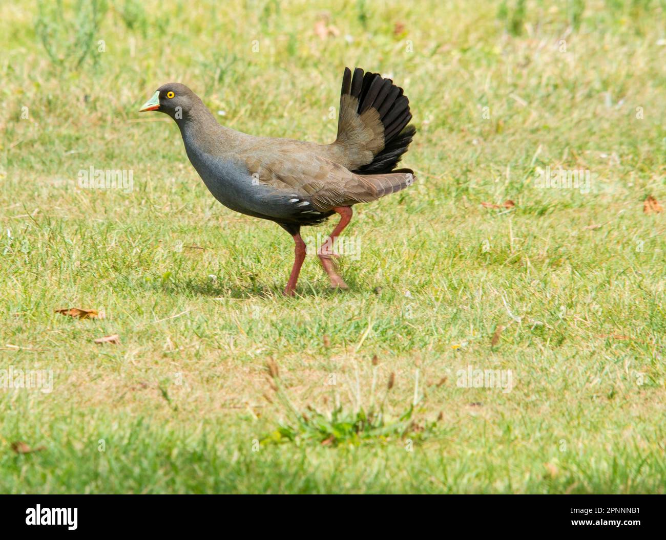 Gallinula ventralis, black-tailed nativehen (Tribonyx ventralis), Red ...