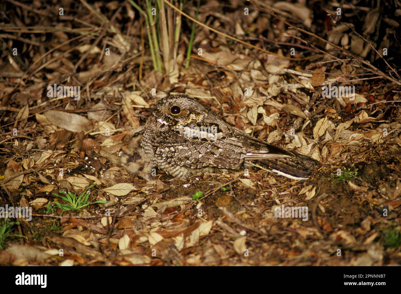 Fiery necked Nightjar (Caprimulgus pectoralis) male with young Stock ...