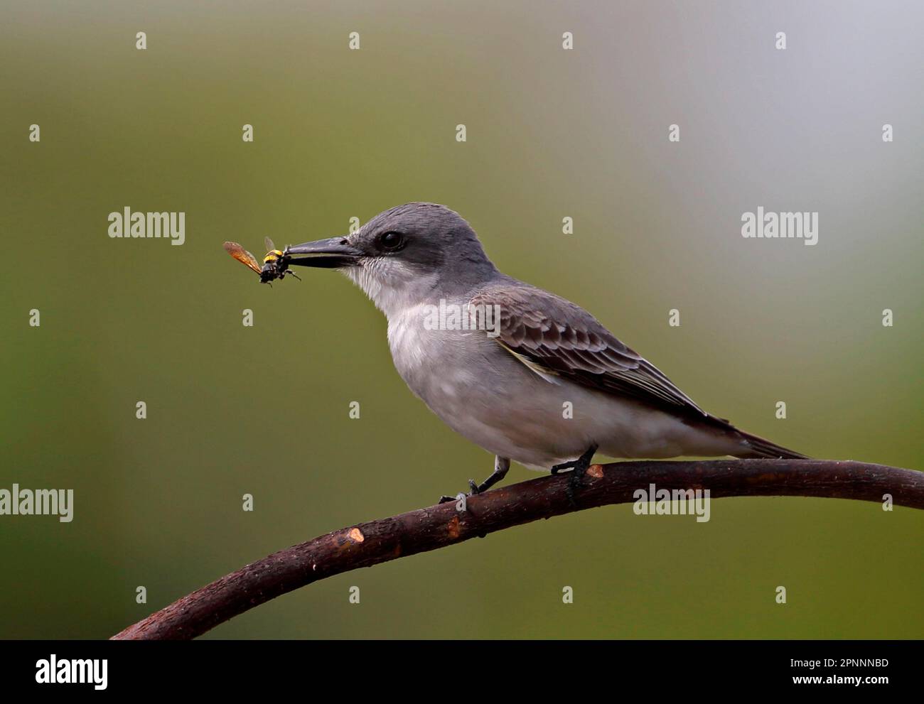 Grey Kingbird (Tyrannus dominicensis dominicensis) adult, with wasp ...