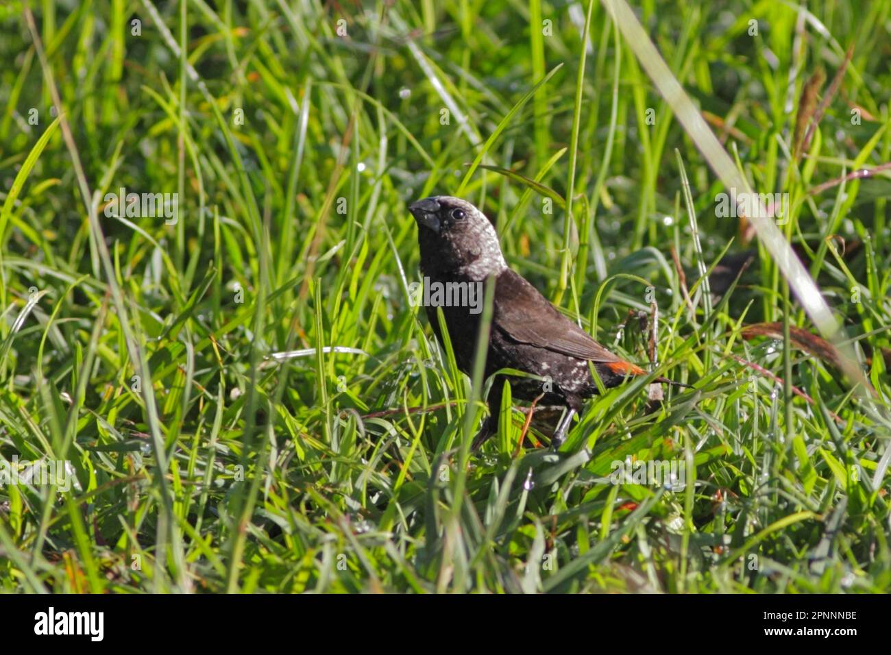 Hunstein's hunstein's mannikin (Lonchura hunsteini) adult, standing in ...