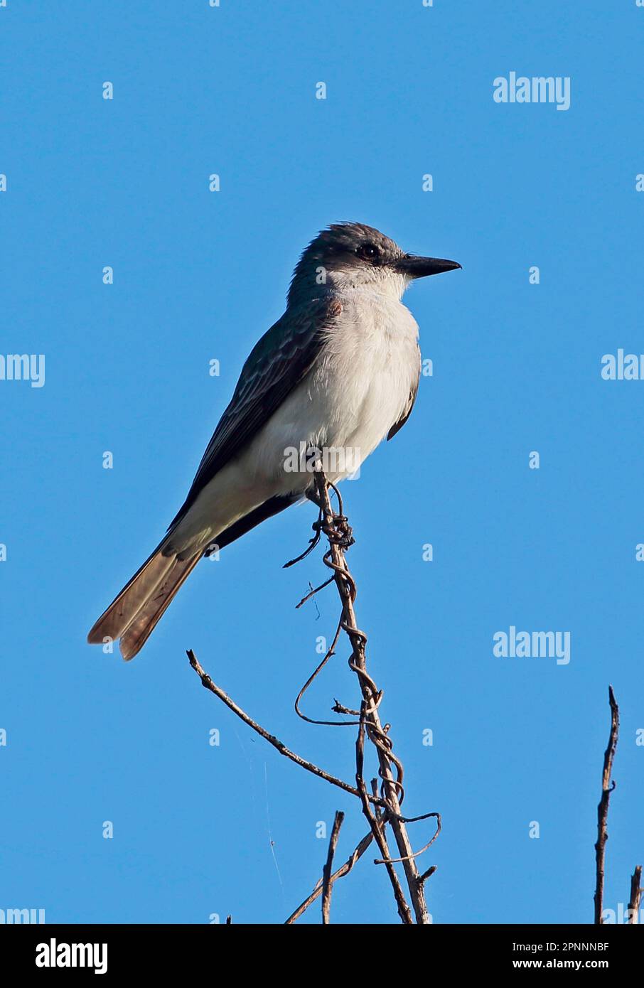 Grey Kingbird (Tyrannus dominicensis dominicensis) adult, perched on ...