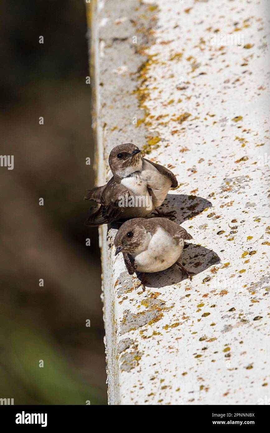 Eurasian crag martin (Ptyonoprogne rupestris), Cliff Swallows ...