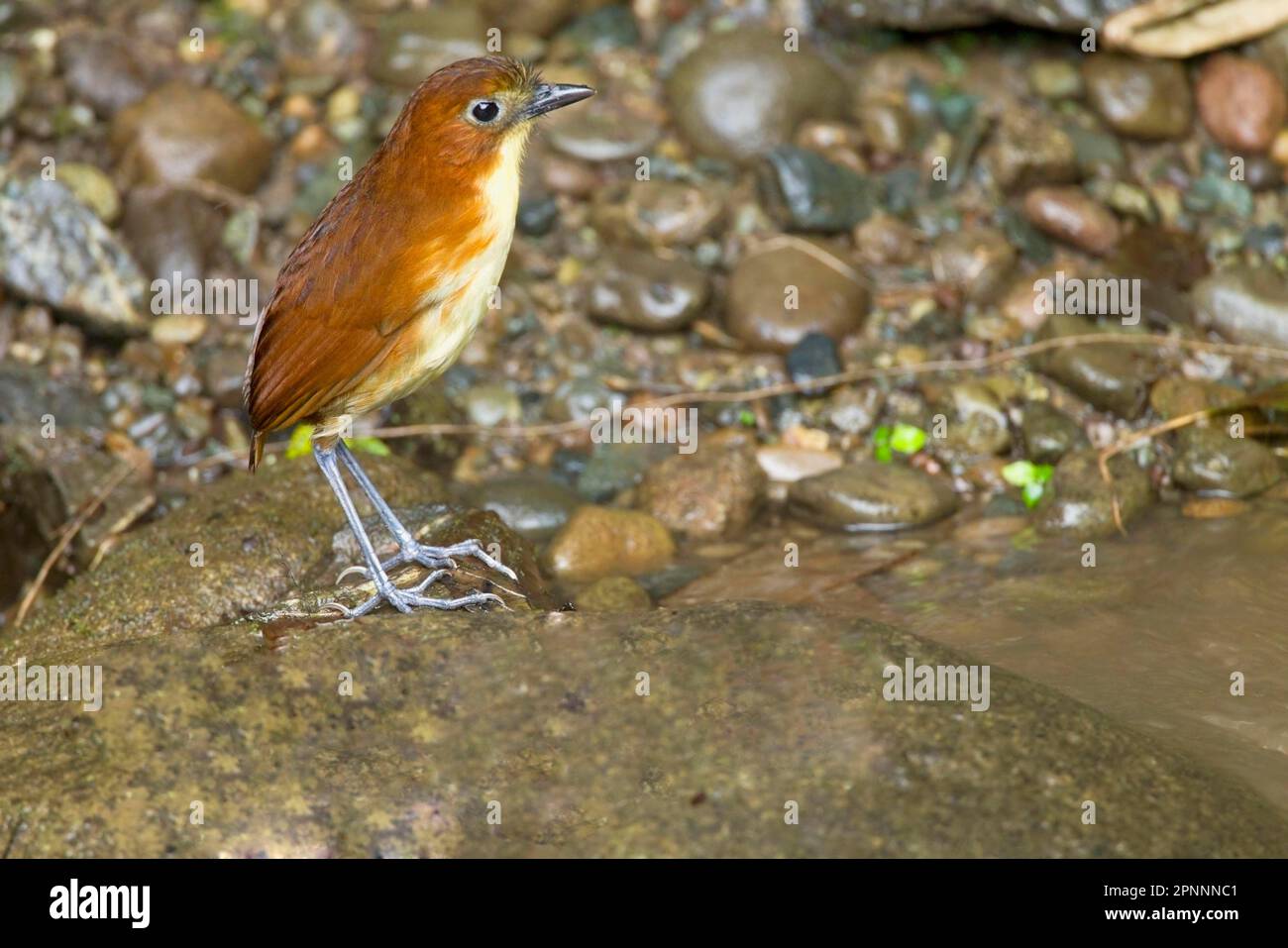 Yellow-breasted Antpitta (Grallaria flavotincta), adult, standing on ...