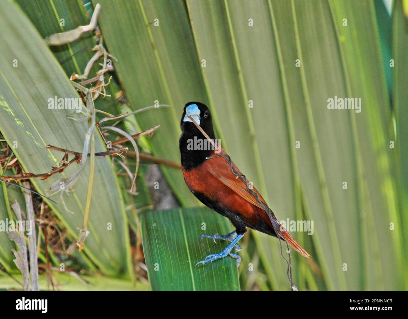 Atricapilla, tricolored munia (Lonchura malacca), black-headed nuns ...