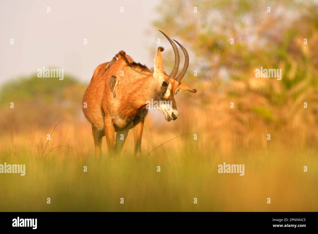 Roan Antelope (Hippotragus equinus) adult, shaking head, with Yellow ...