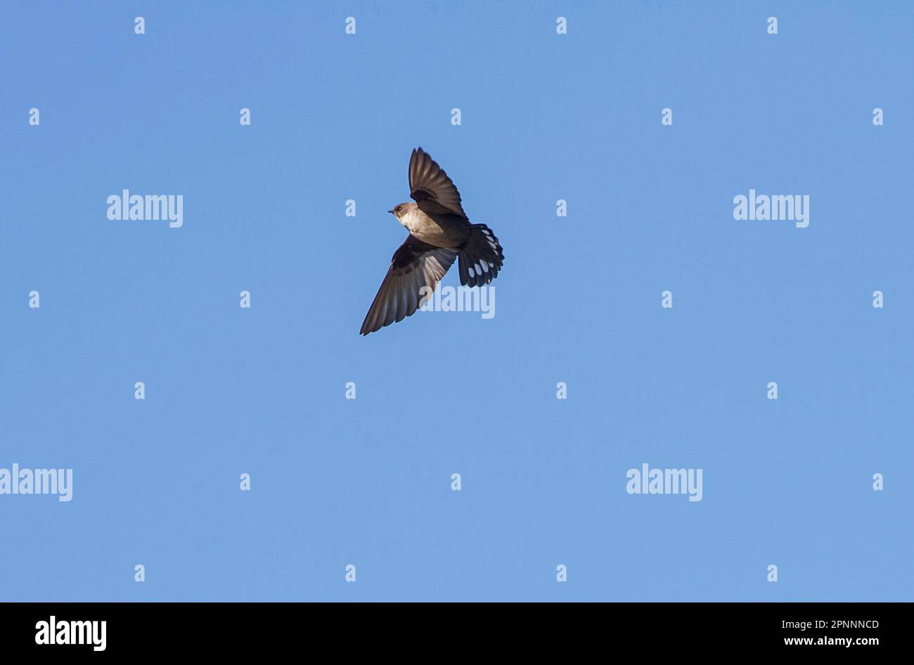 Eurasian crag martin (Ptyonoprogne rupestris), Cliff Swallows ...