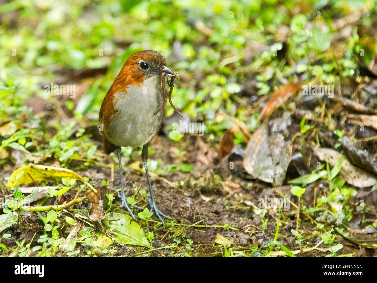 White-bellied antpitta (Grallaria hypoleuca), adult, feeding on worm ...