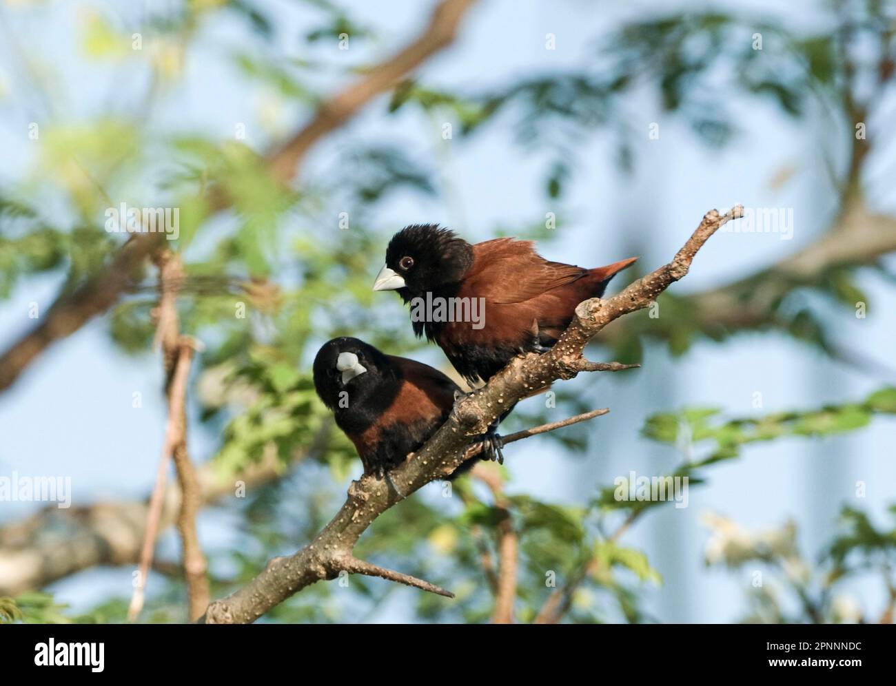 Munia birds hi-res stock photography and images - Alamy