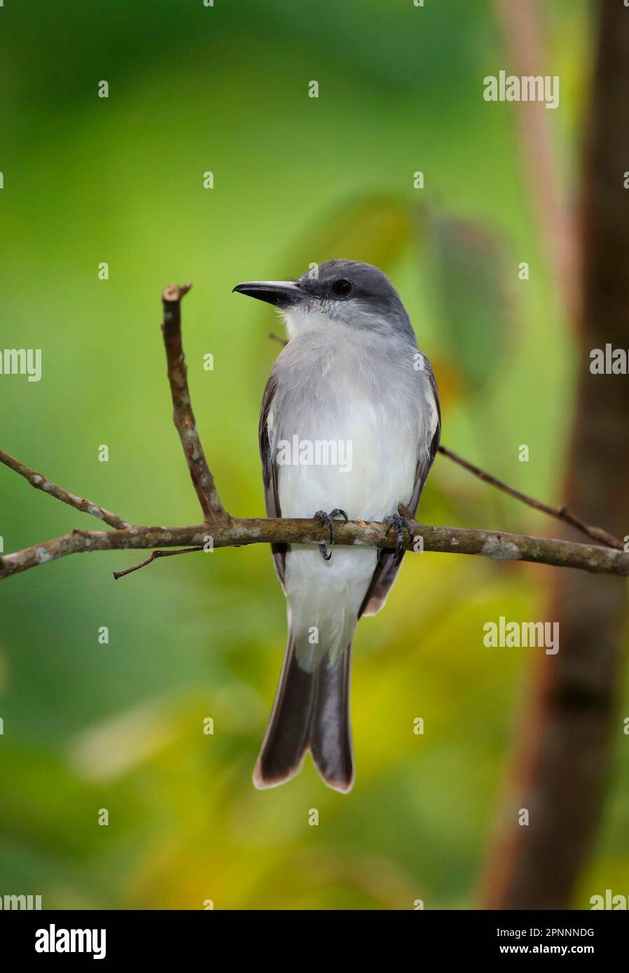 Animal doux hi-res stock photography and images - Alamy