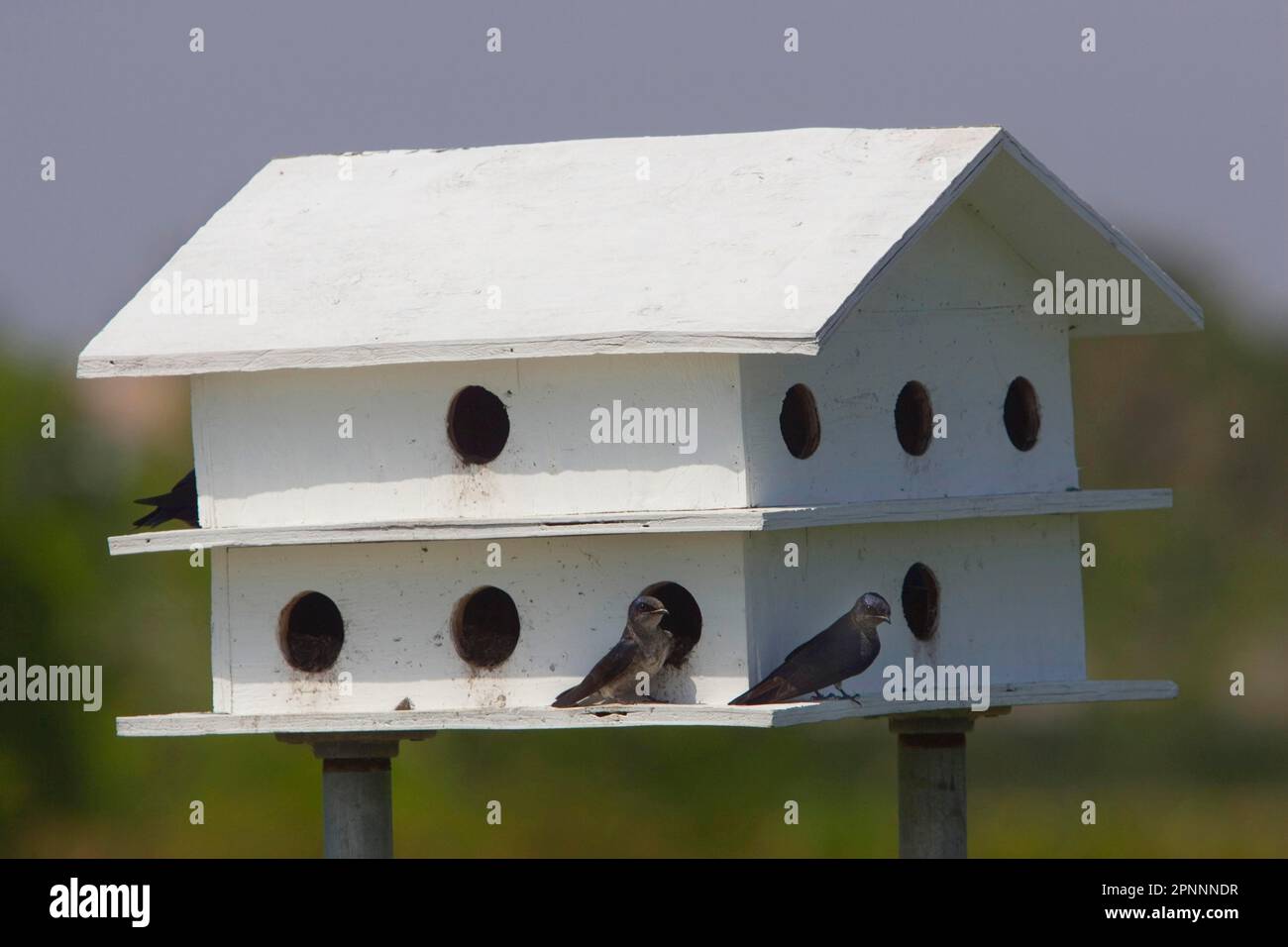 Purple martin (progne subis), purple martin, songbirds, animals, birds ...