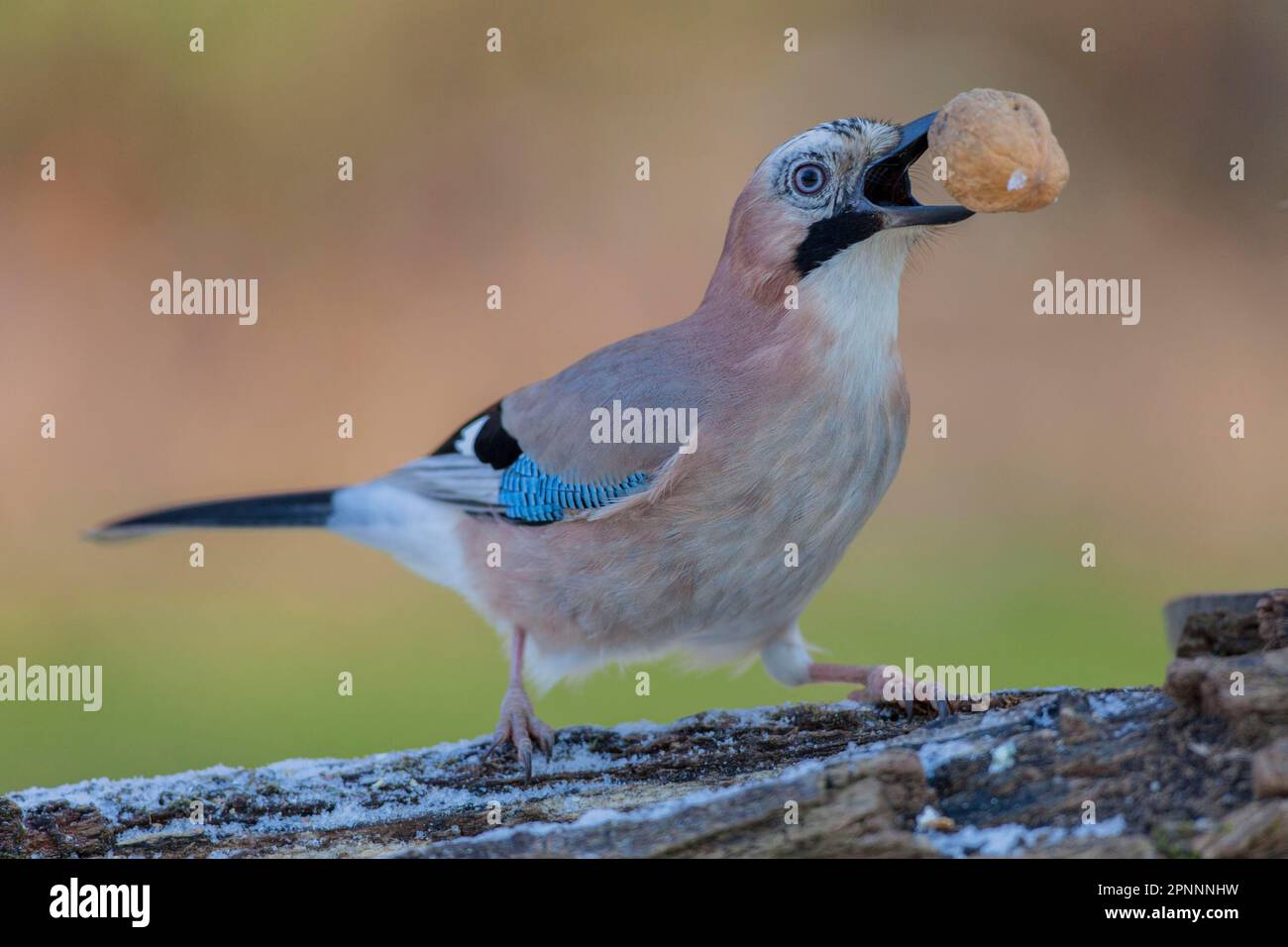 Carry in beak hi-res stock photography and images - Alamy