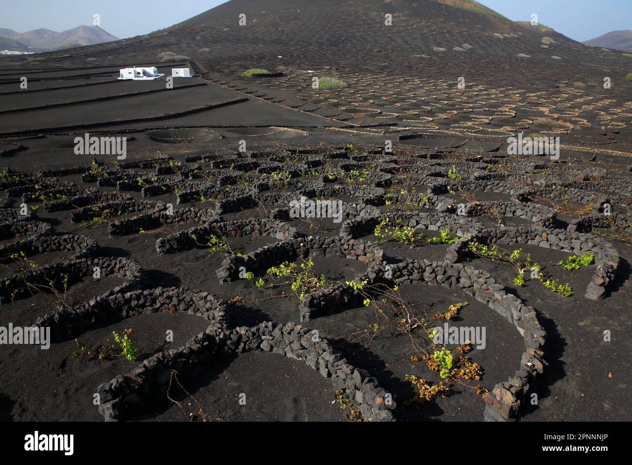 Vines with walls of lava rock, viticulture on volcanic ash in dry ...