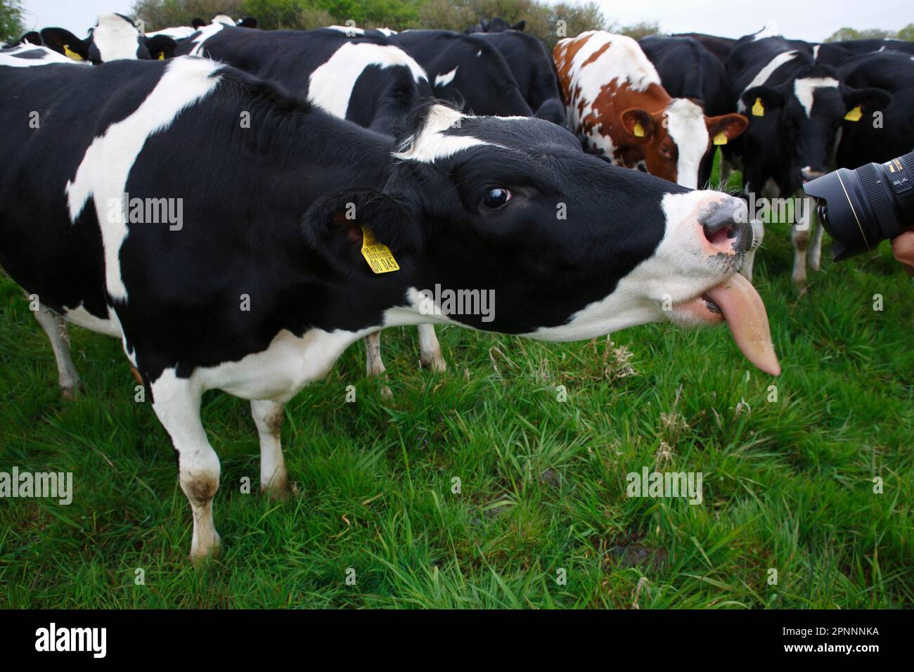 Domestic cow, cow sticks out tongue at photographer Stock Photo - Alamy