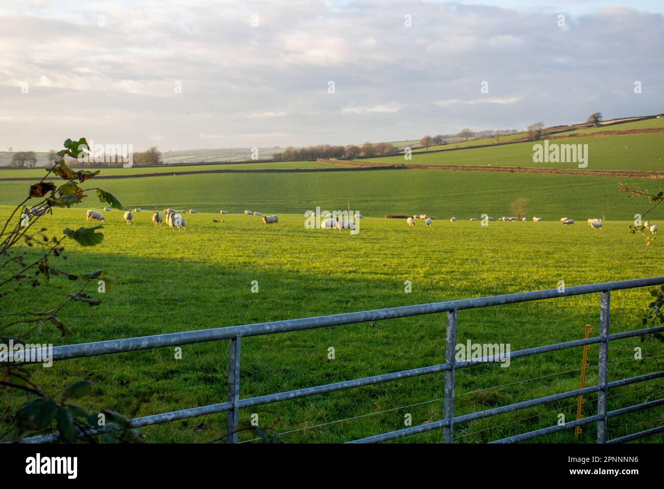 new metal farm gate and Devon hills and fields with hedges and trees in ...