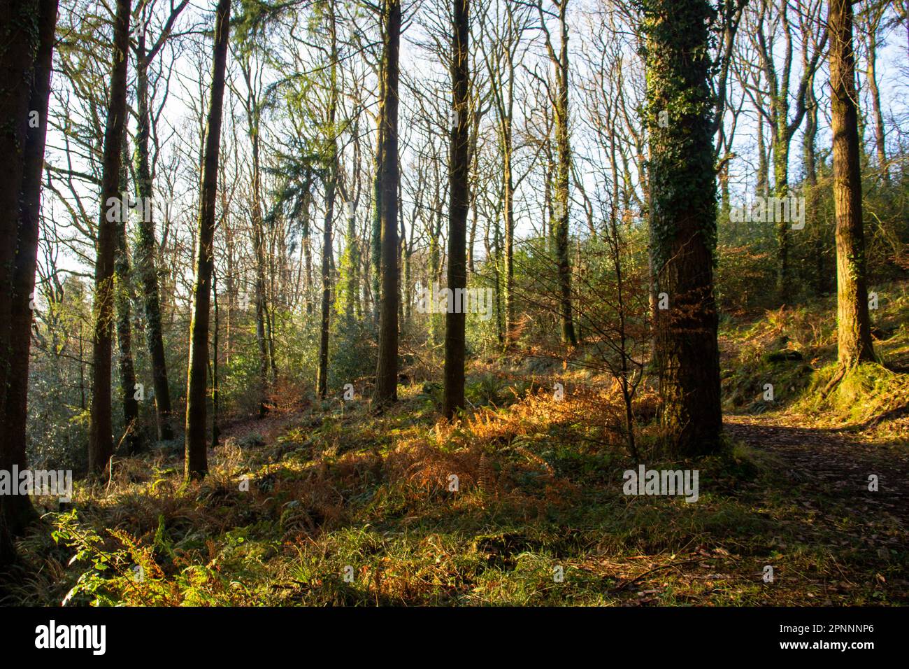 open pine forest with winter sunlight and dappled shade Stock Photo - Alamy