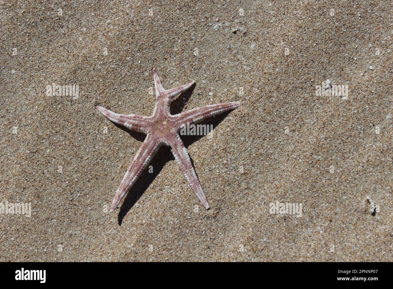 Tube feet starfish hi-res stock photography and images - Alamy