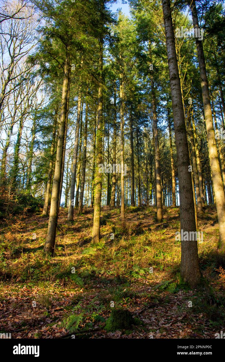 pine forest with warm winter sunlight and dappled shade Stock Photo - Alamy