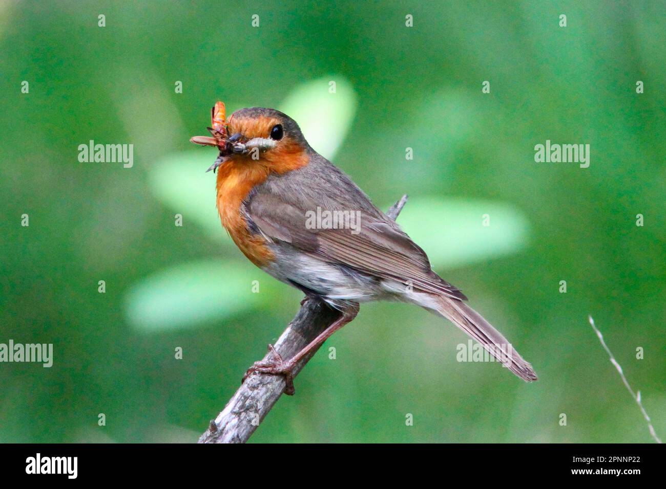 Robin hunt hi-res stock photography and images - Alamy