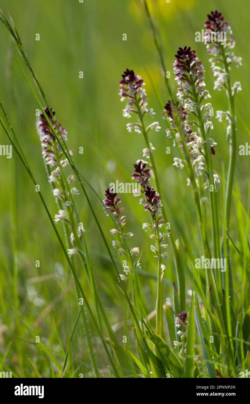 Fire orchid hi-res stock photography and images - Alamy