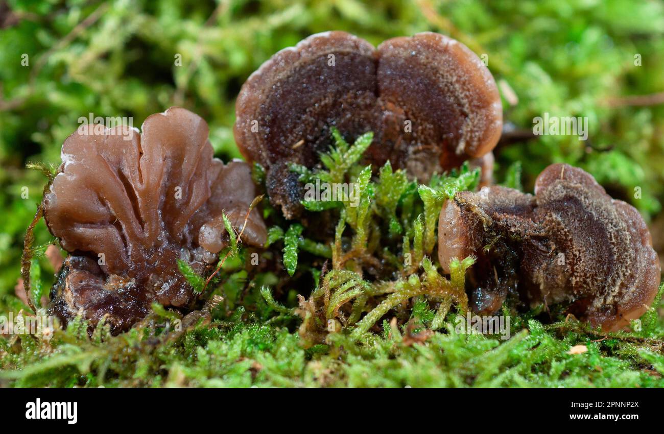 Earlobe hi-res stock photography and images - Alamy