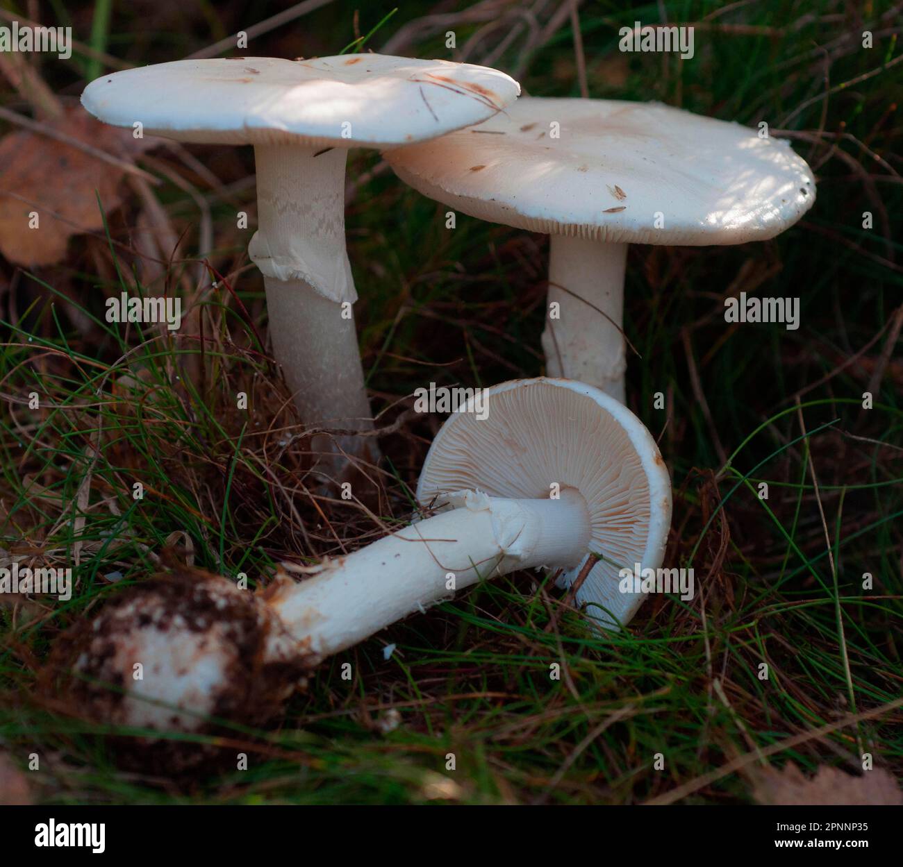 Grey beadling, albino form Stock Photo - Alamy
